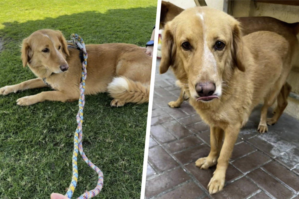 Über 160 Kilometer von daheim entfernt: Vermisster Goldie-Mischling ...