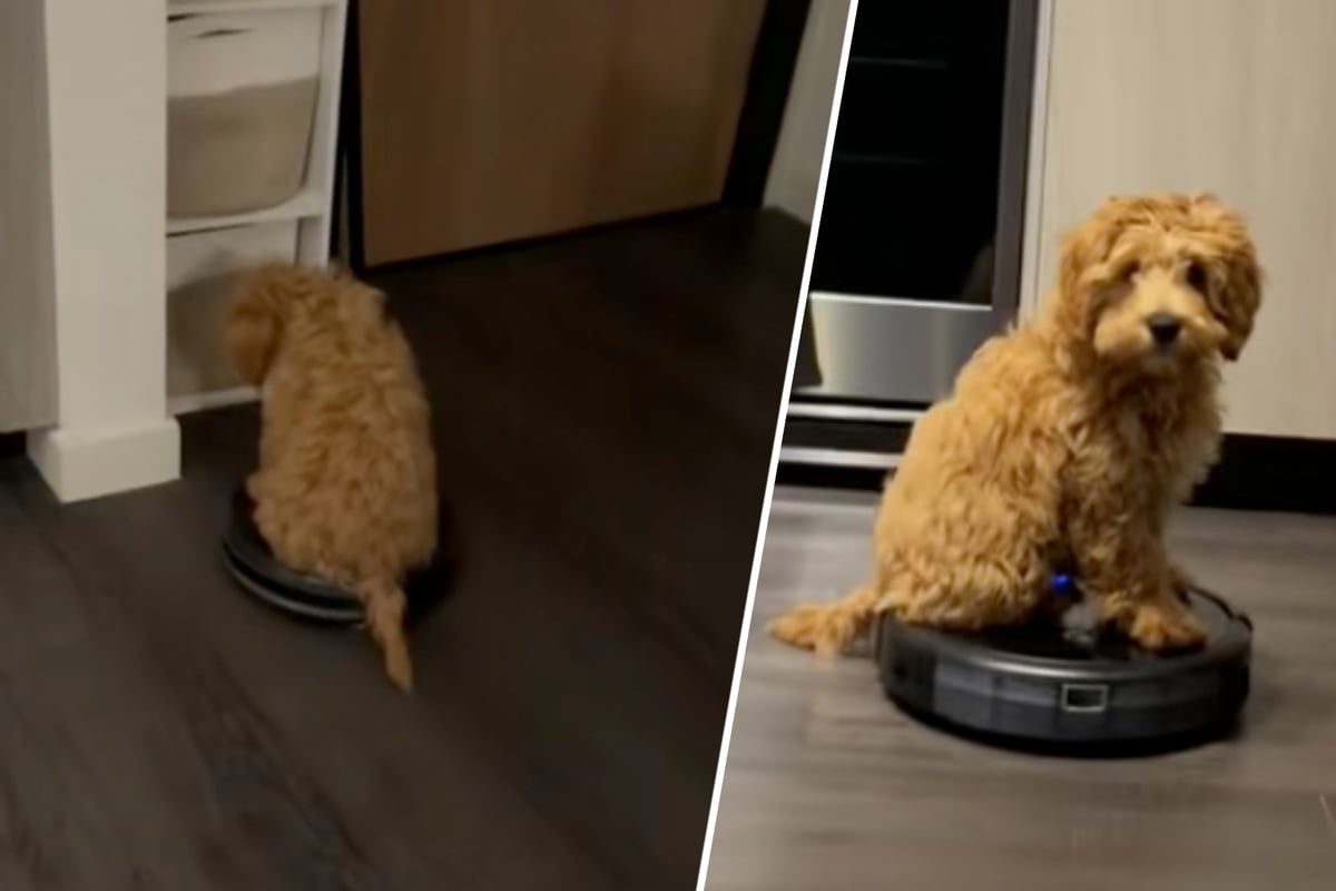 Puppy is obsessed with joyriding his owner's Roomba in hilarious clip