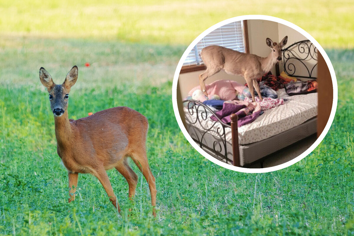 Deer breaks into house for unannounced sleepover