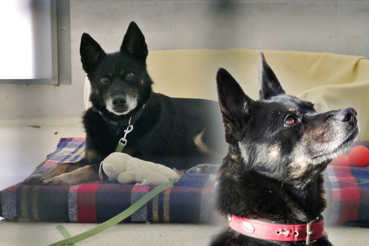 Er sitzt am längsten von allen Hunden im Tierheim: Warum findet Turco ...