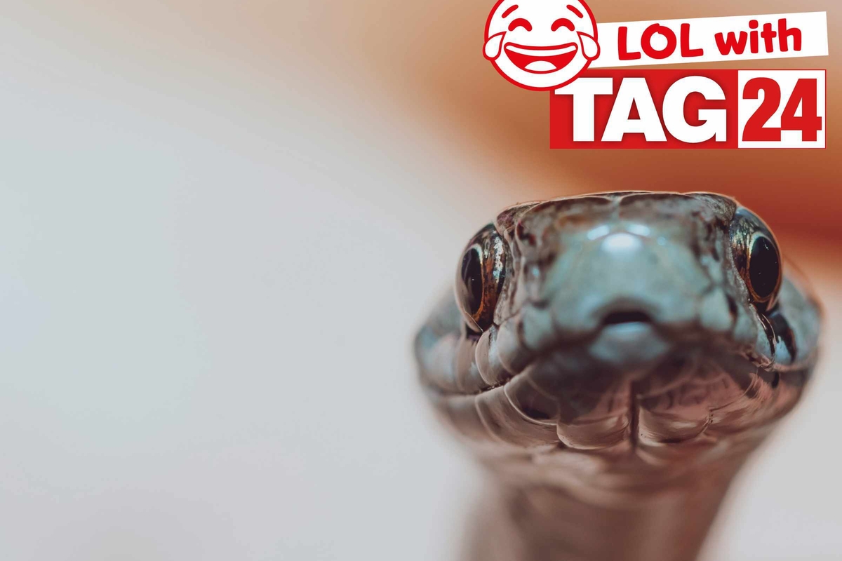 Joke of the Day for April 16, 2025: Animal jokes to make you chuckle