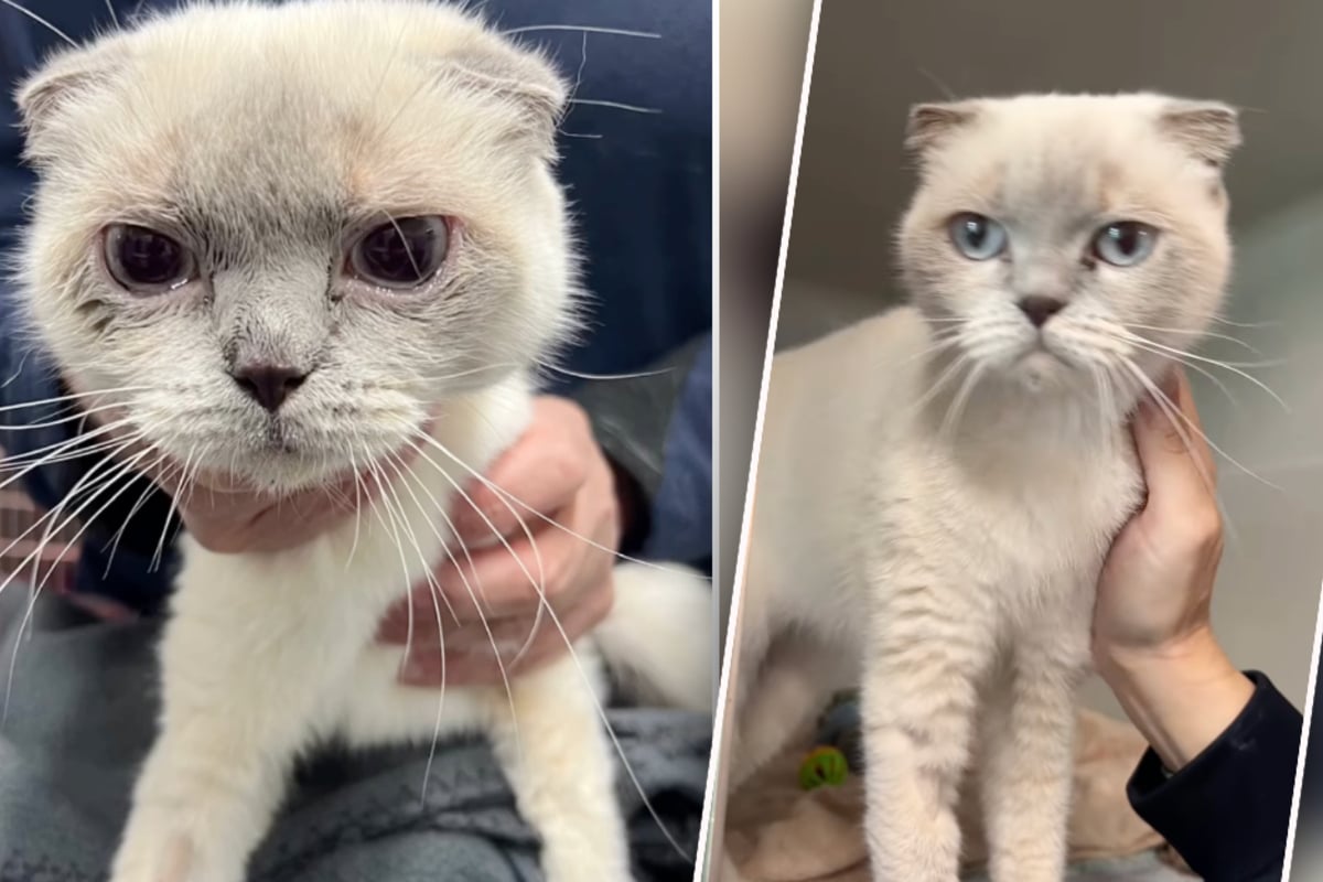 Katze landet wegen Unsauberkeit ins Tierheim: Doch Emma hat ein viel ...