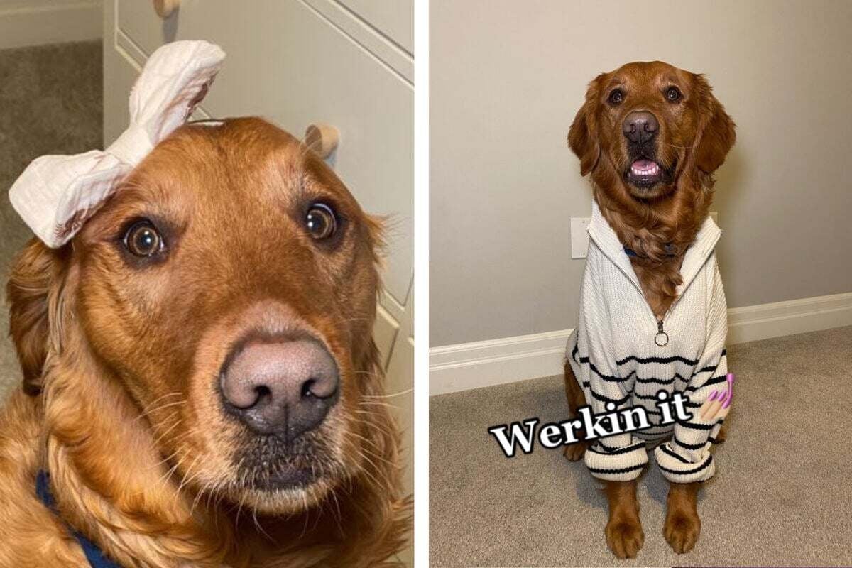 Dog bandit faces the music in hilarious video that has the internet in ...