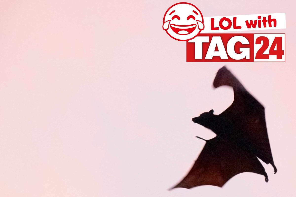 Joke of the Day for October 22, 2025: A batty silly