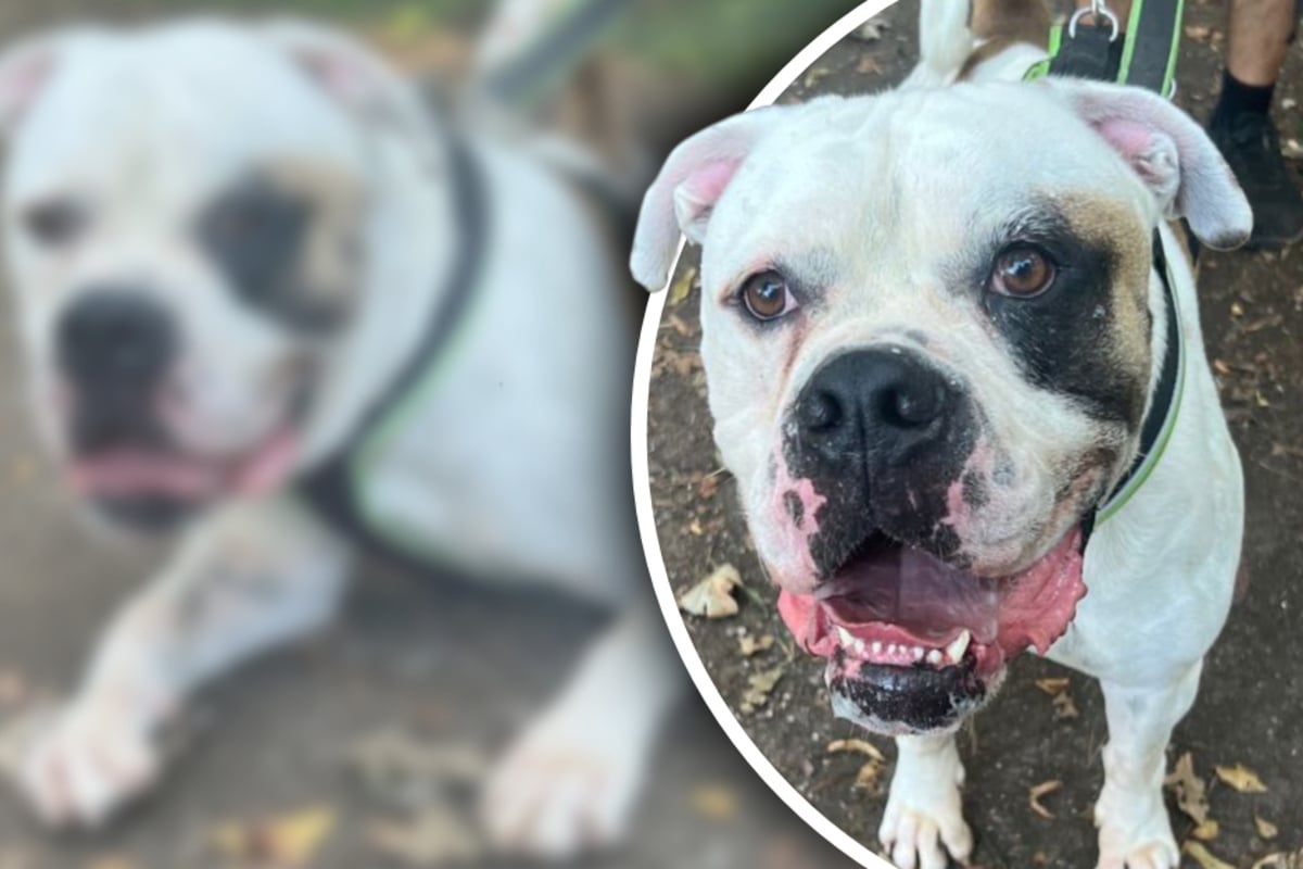 American Bulldog landet aus Überforderung im Tierheim: Dabei ist Hund ...