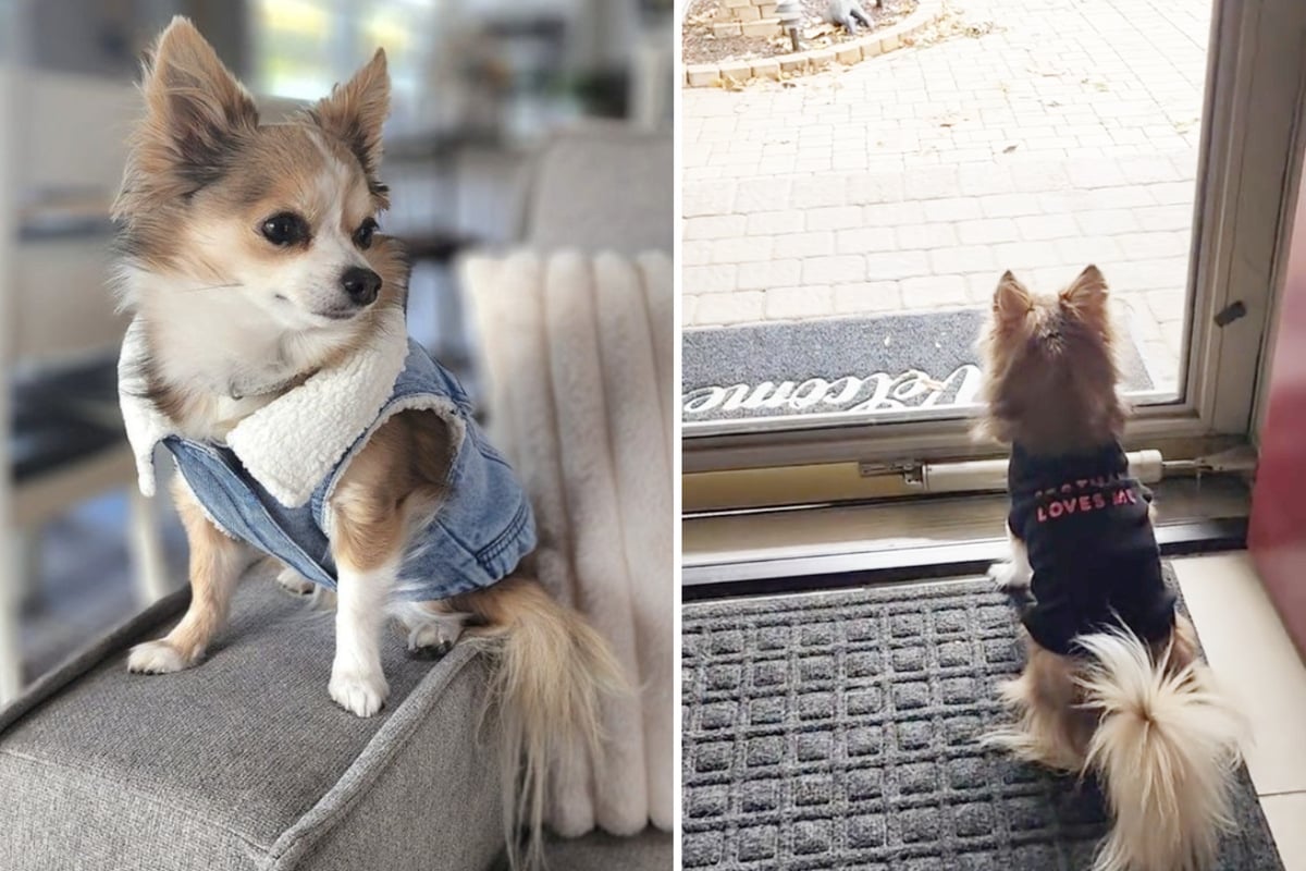 Chihuahua forms special friendship with mailman: "Postman Dan loves me"
