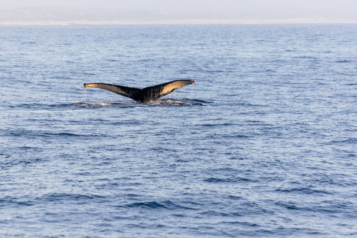 Singing blue whales bring new hope to Antarctic populations: "We are ...