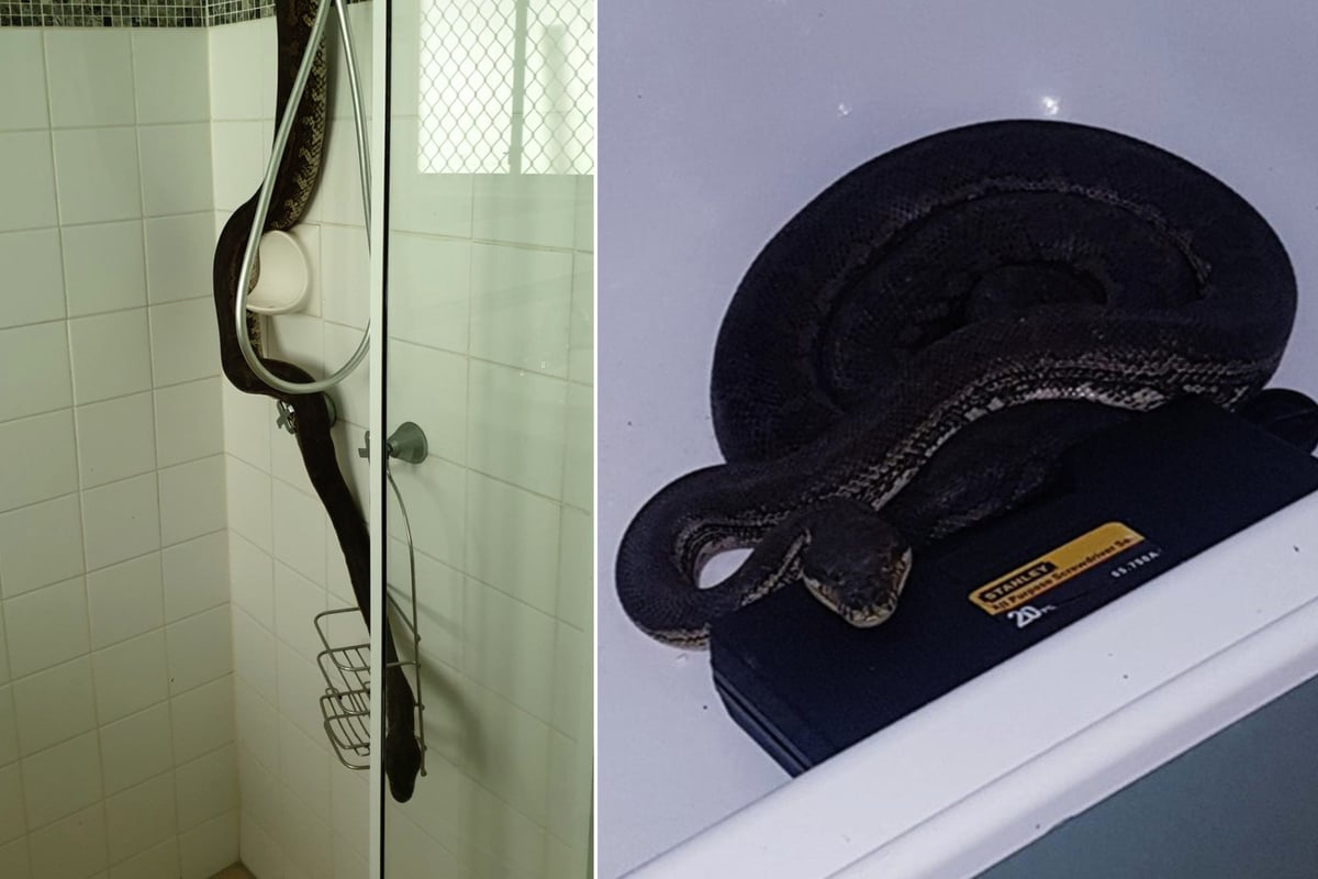 Snake chilling in the bathroom gives resident the shock of his life