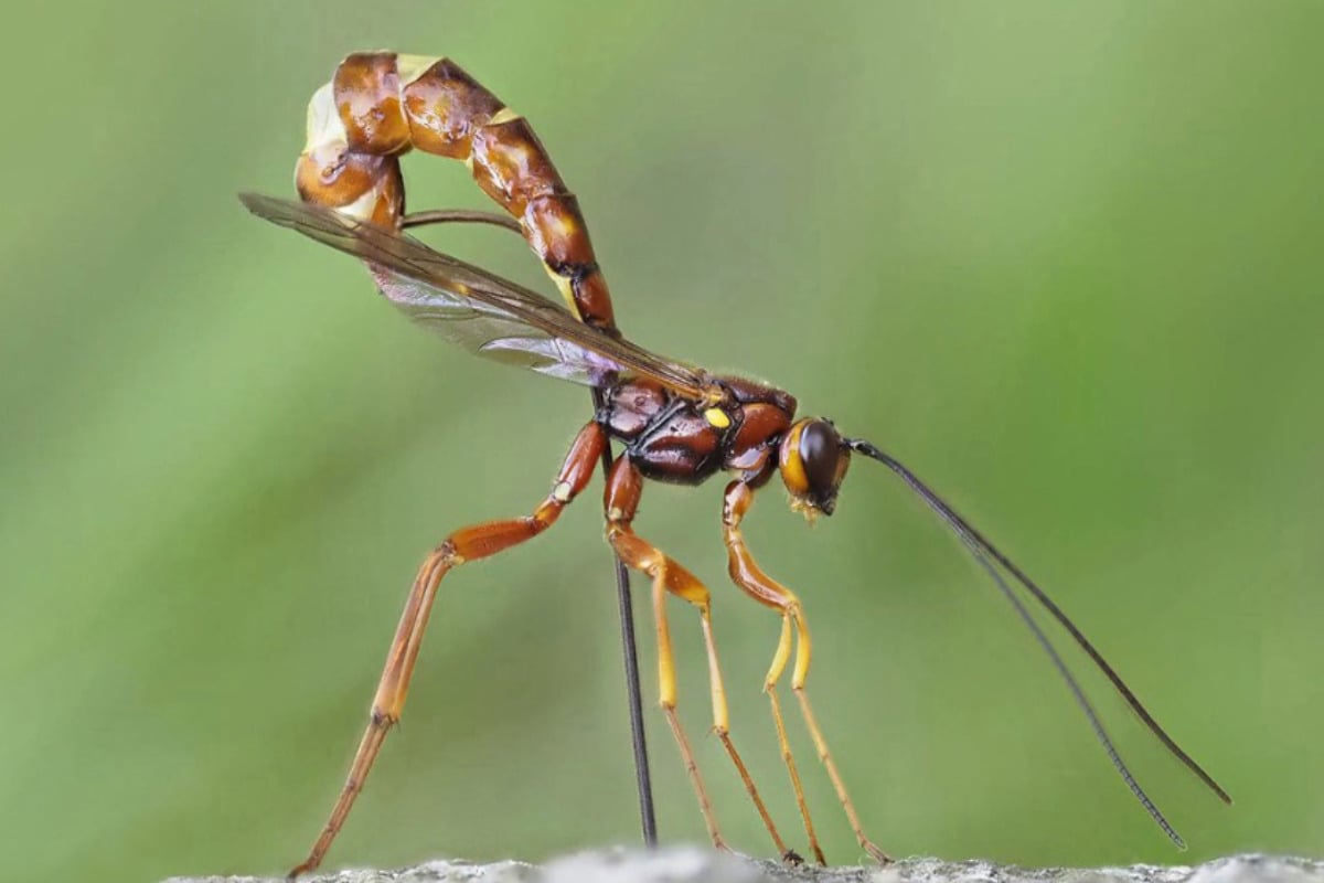 "Ein Wunder": Neue Insektenart in Deutschland entdeckt!