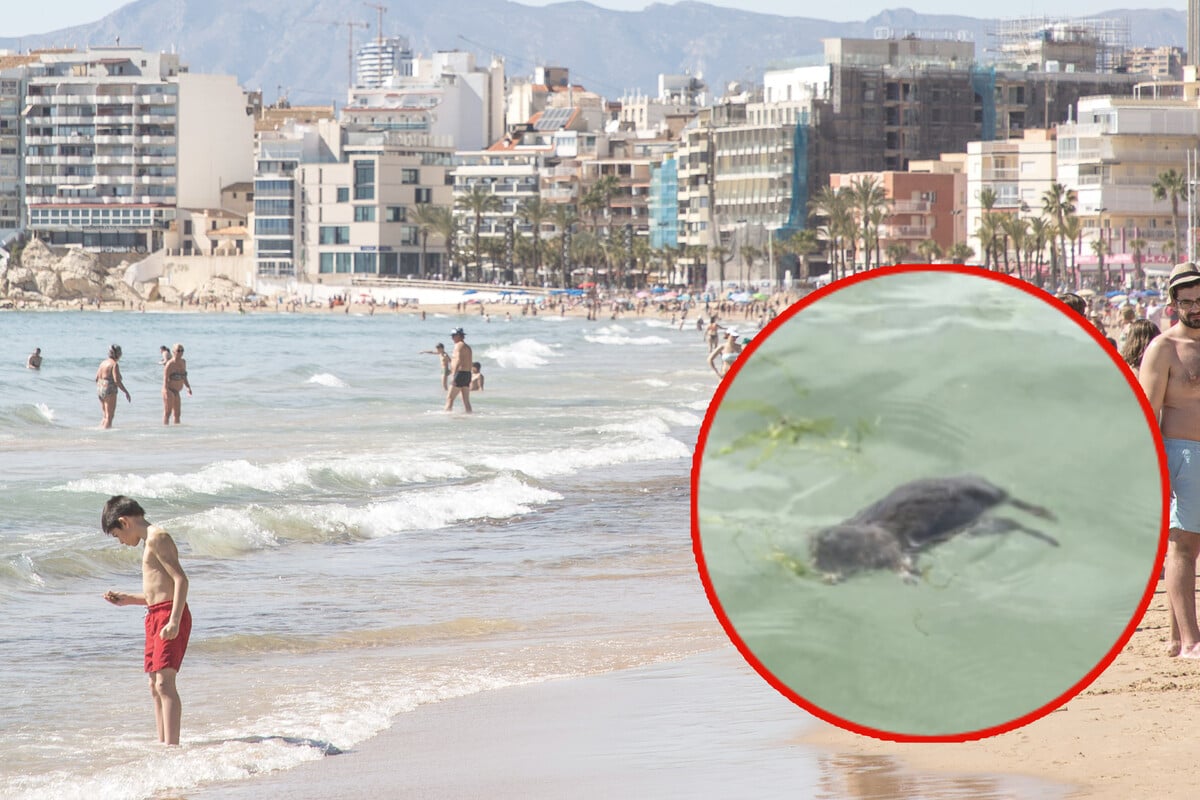 Ekel-Alarm in Alicante: Überschwemmte Kanalisation und tote Ratten im Meer