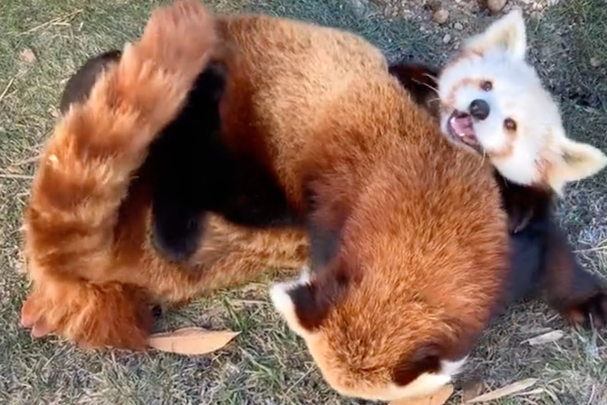 Red panda siblings fighting has Twitter users giggling over adorable ...