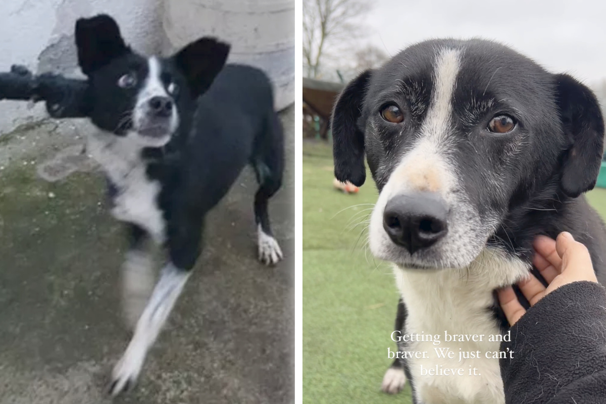 Dog with severe PTSD makes remarkable transformation!