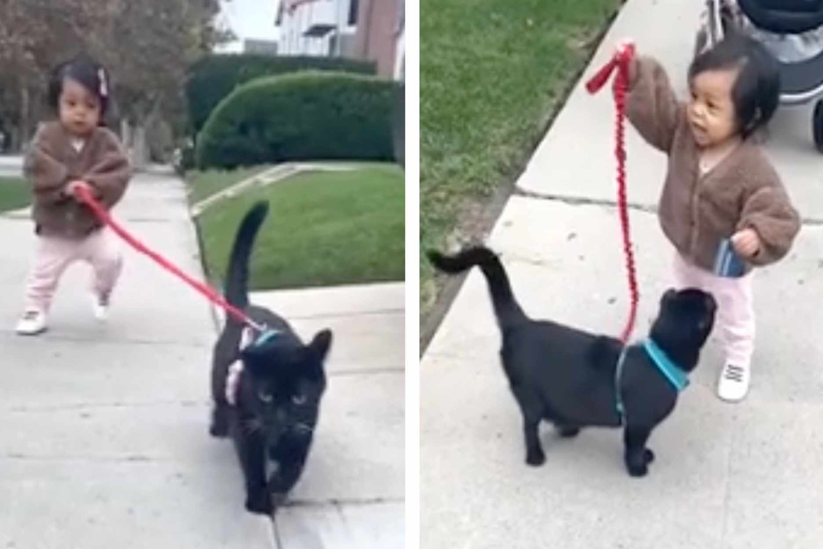 One-eared therapy cat who "loves attention" becomes instant bffs with ...
