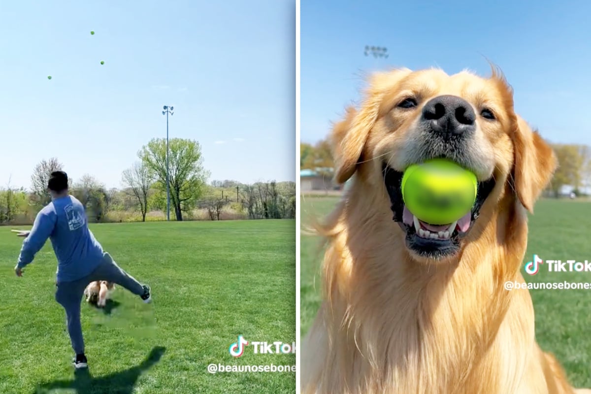Golden retriever helps parents in life-changing game of fetch!