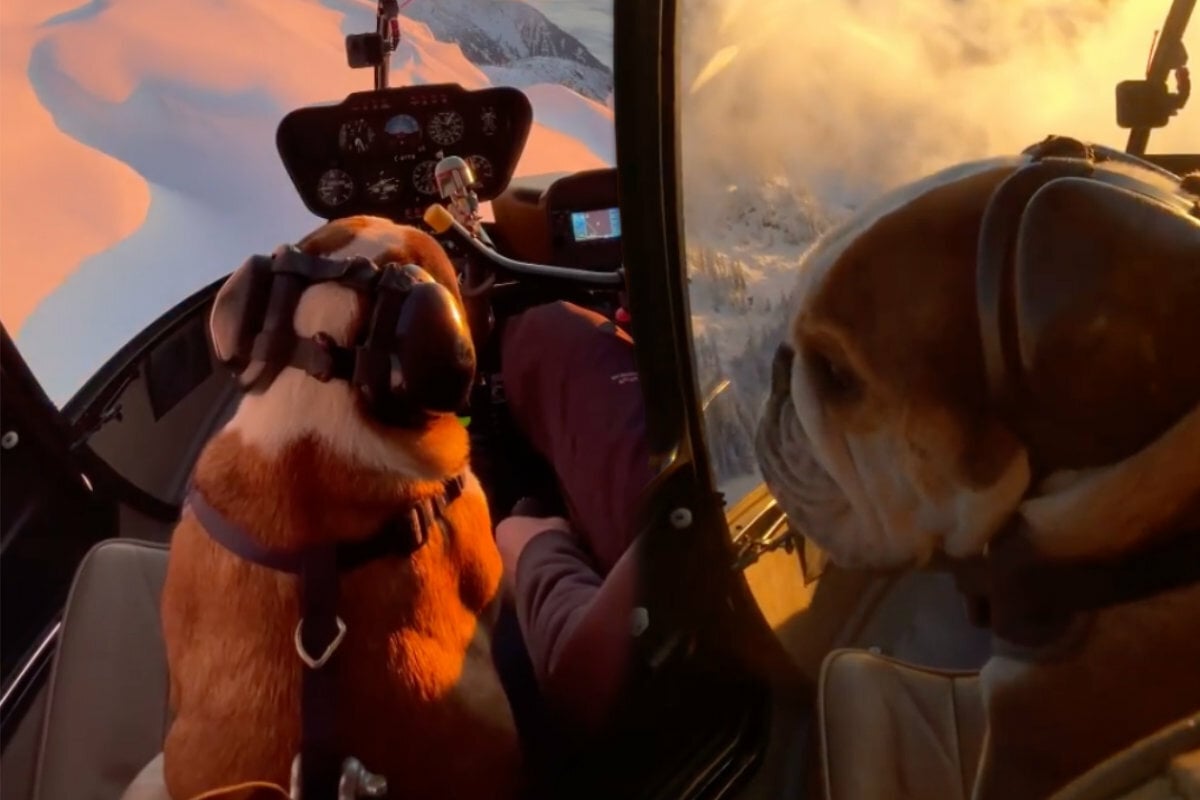 Pupper co-pilots chopper: the internet can't get enough of this high ...