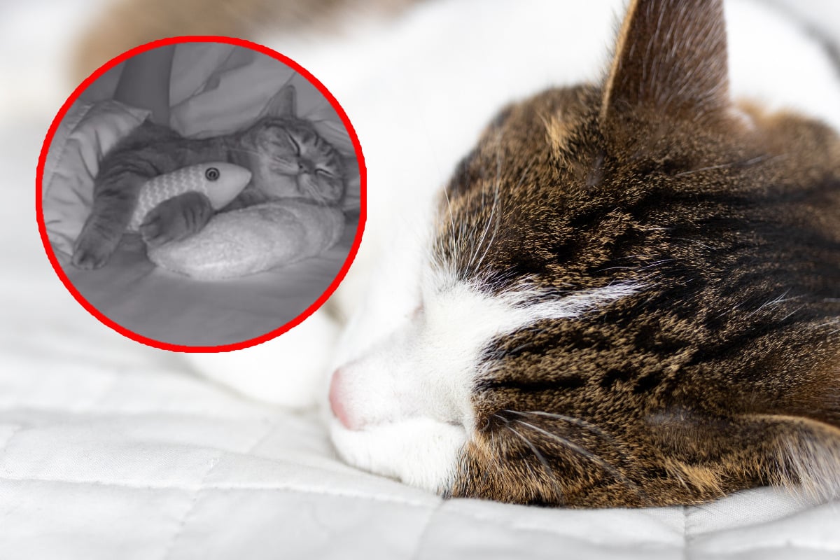Sleeping cat fascinates millions of viewers and becomes a viral hit