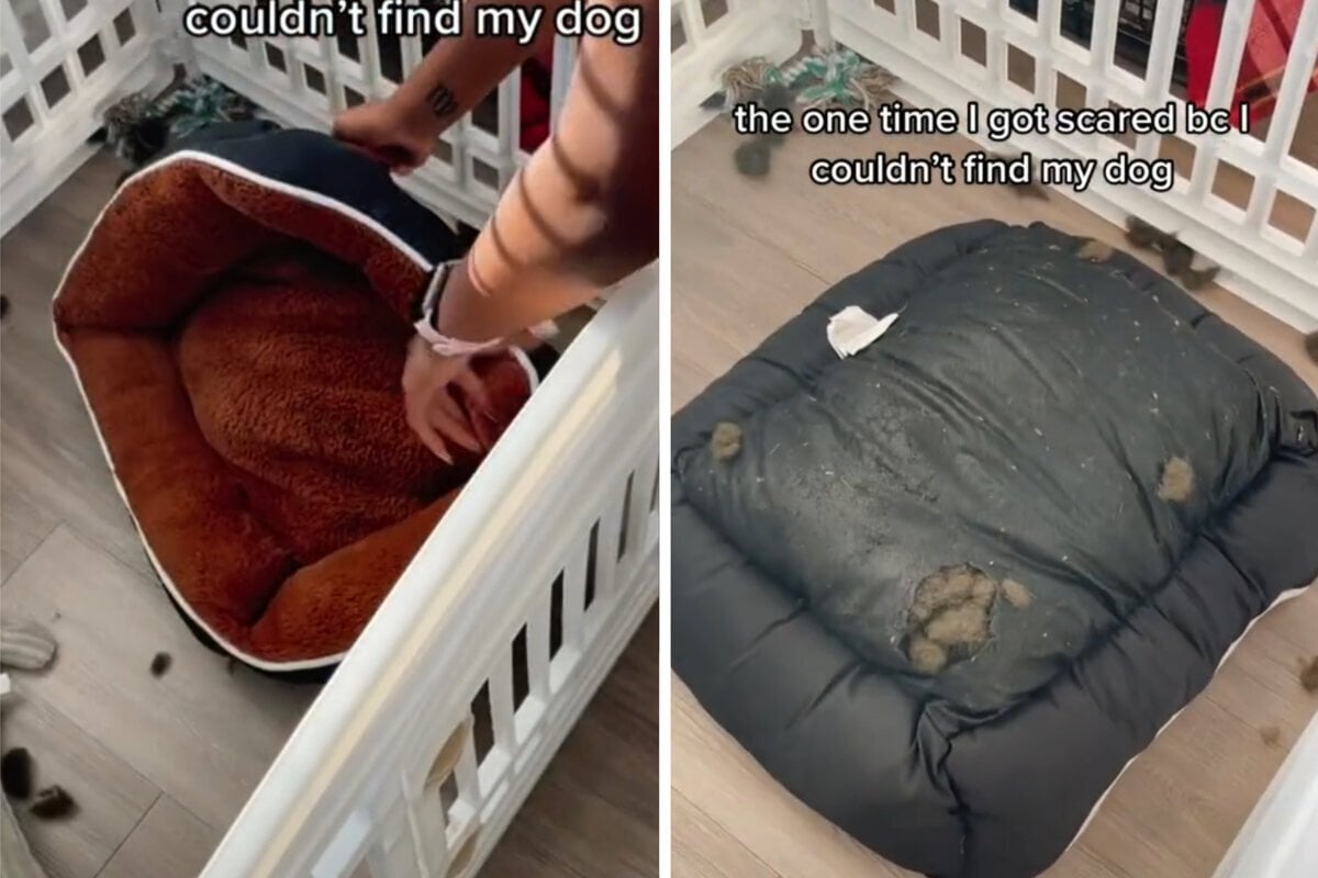 Dog's secret napping spot leads its owner to a momentary meltdown