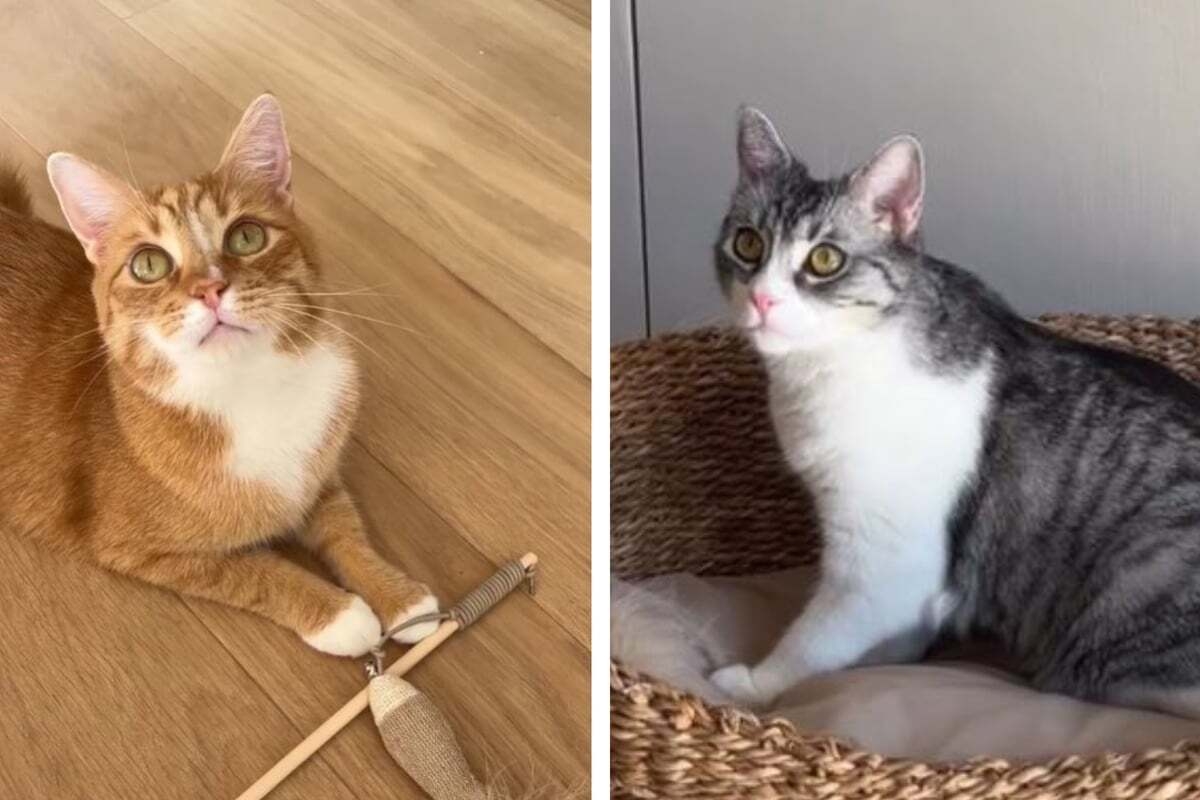 Bride pays hilarious tribute to cats who couldn't travel to wedding