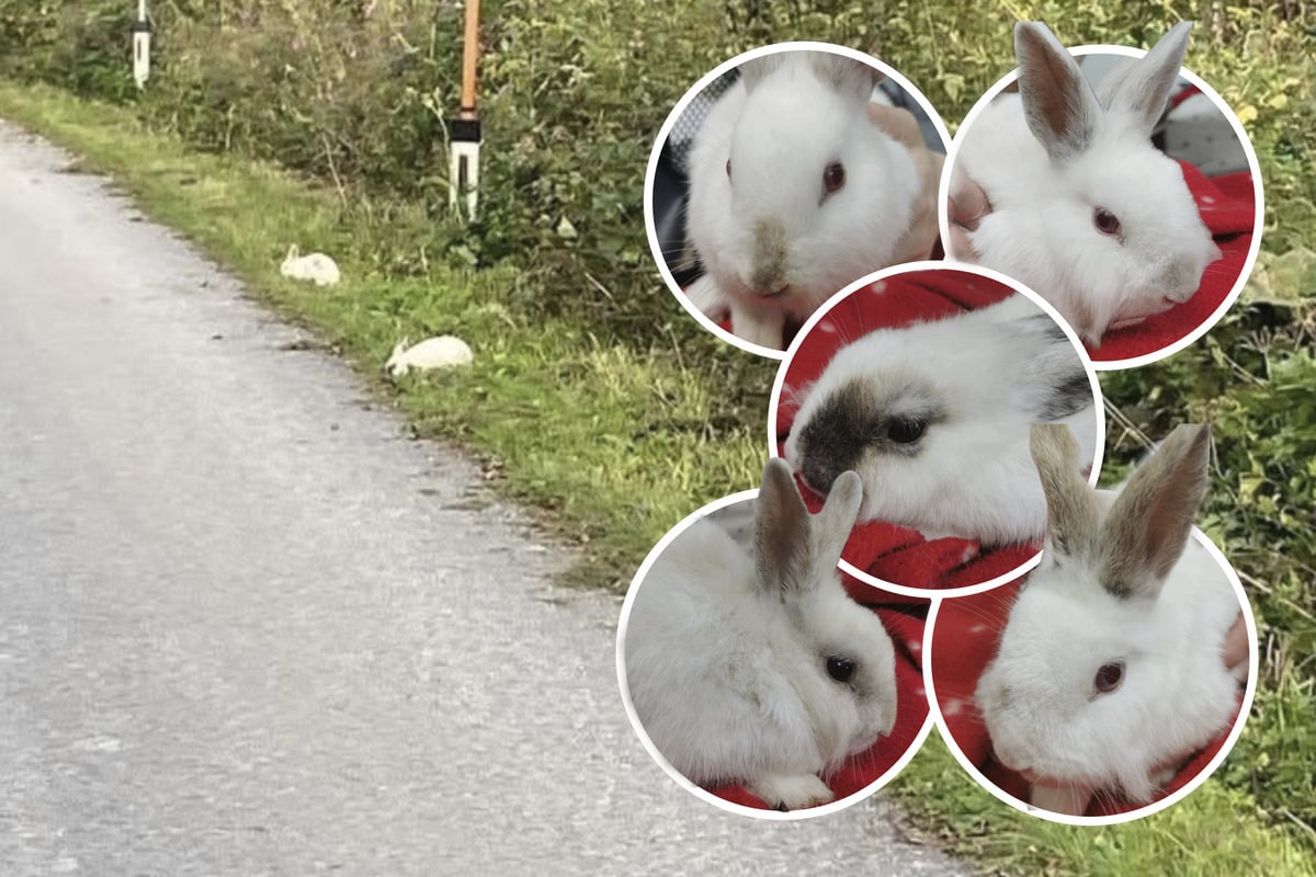 Herzlos! Fünf kleine Kaninchen einfach am Straßenrand ausgesetzt