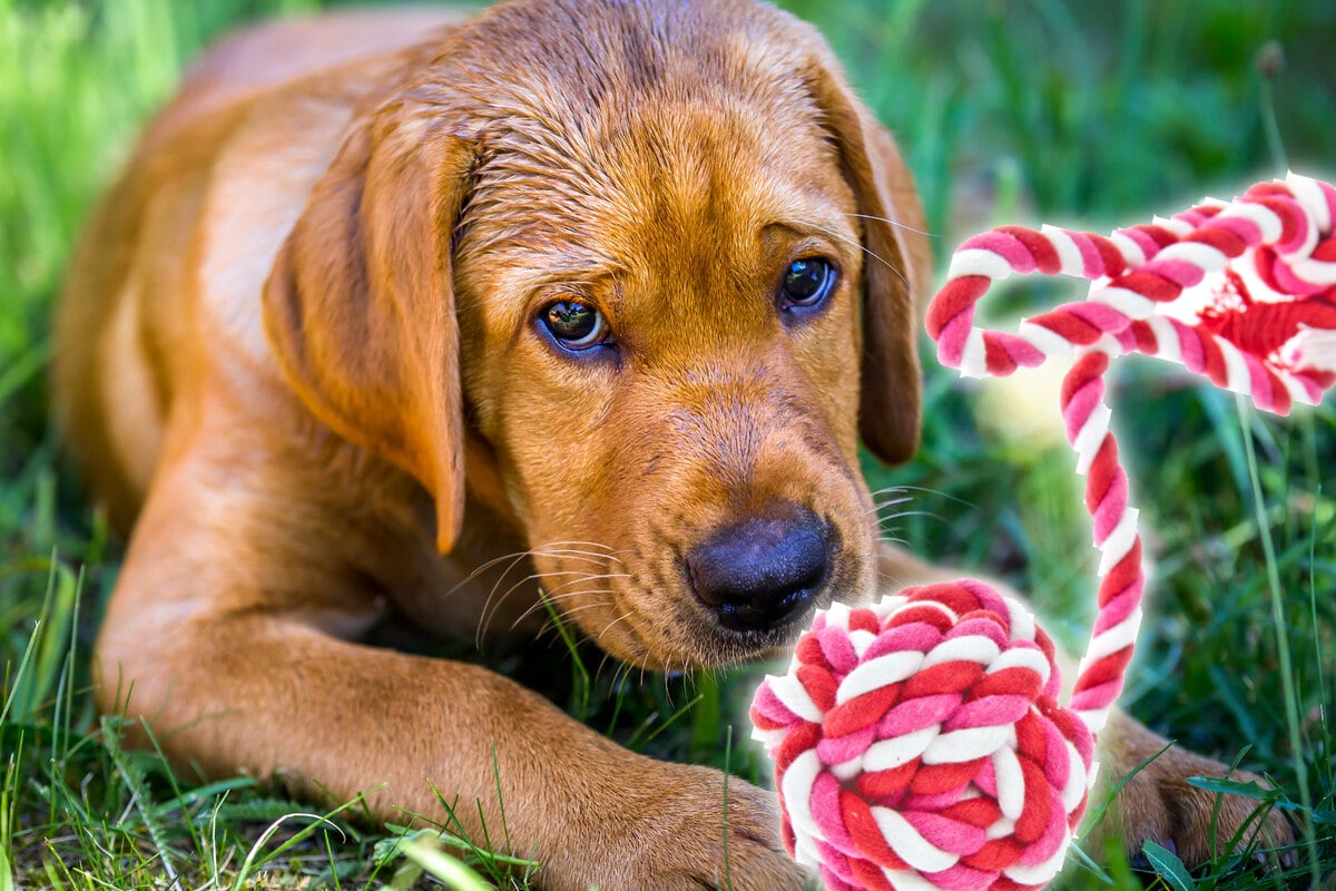 Welpe spielt ohne Aufsicht, dann braucht er Not-OP! Hände weg von ...