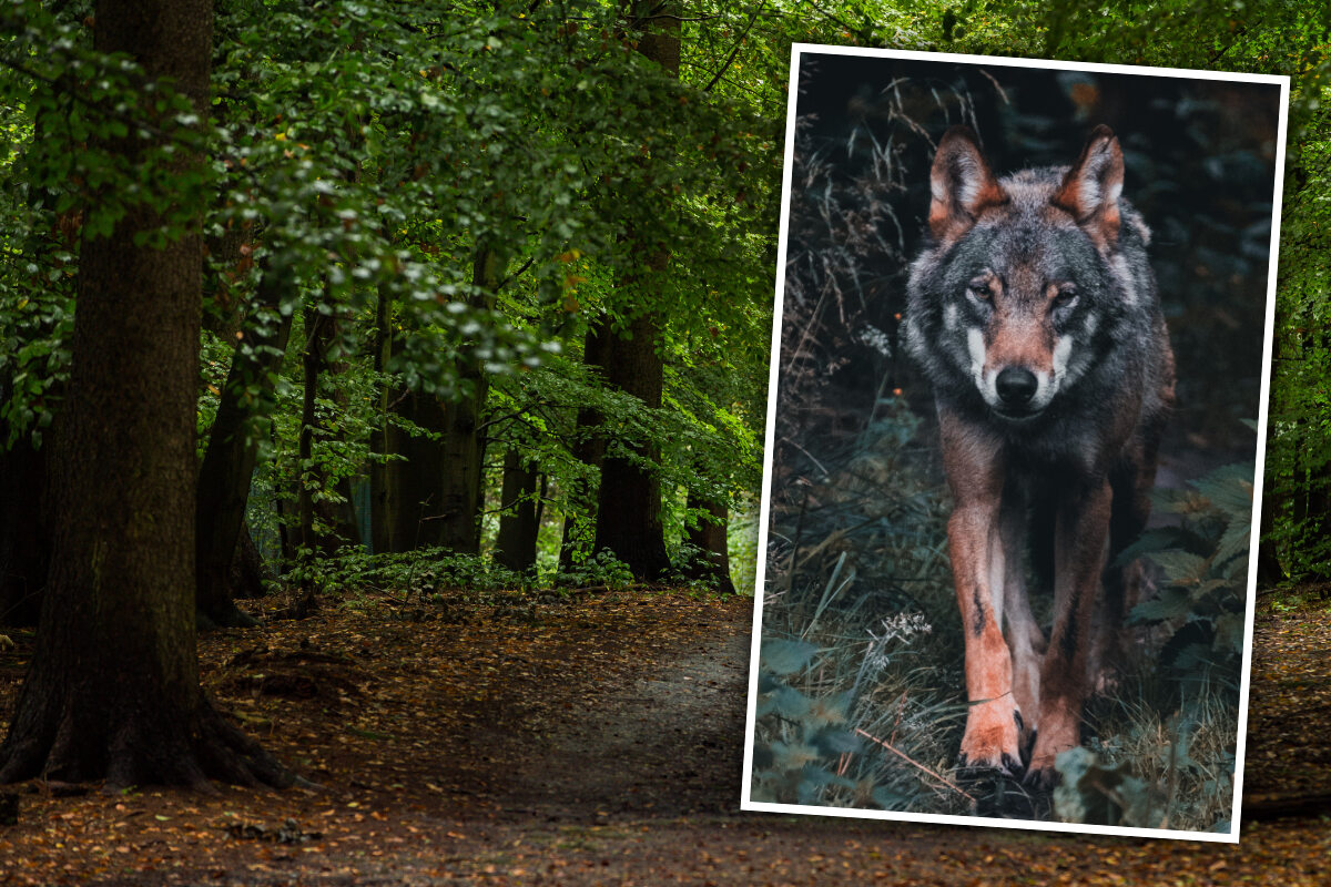 Vor den Toren Hamburgs: Wolf lässt sich im Sachsenwald nieder