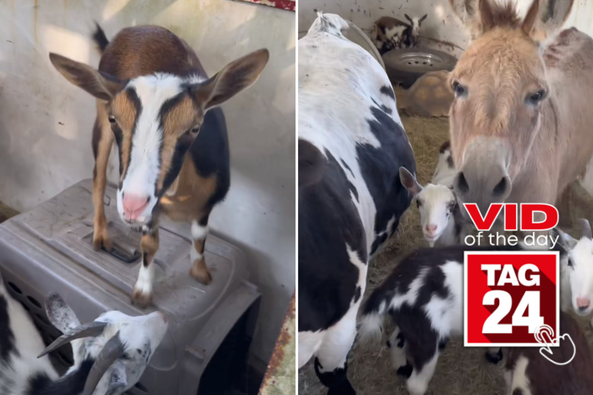 Viral Video of the Day for June 3, 2023: Farm animals get sweet pep ...