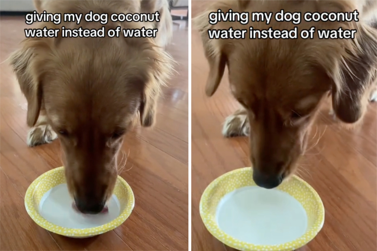 Dog tries sparkling water for the first time in hysterical viral video