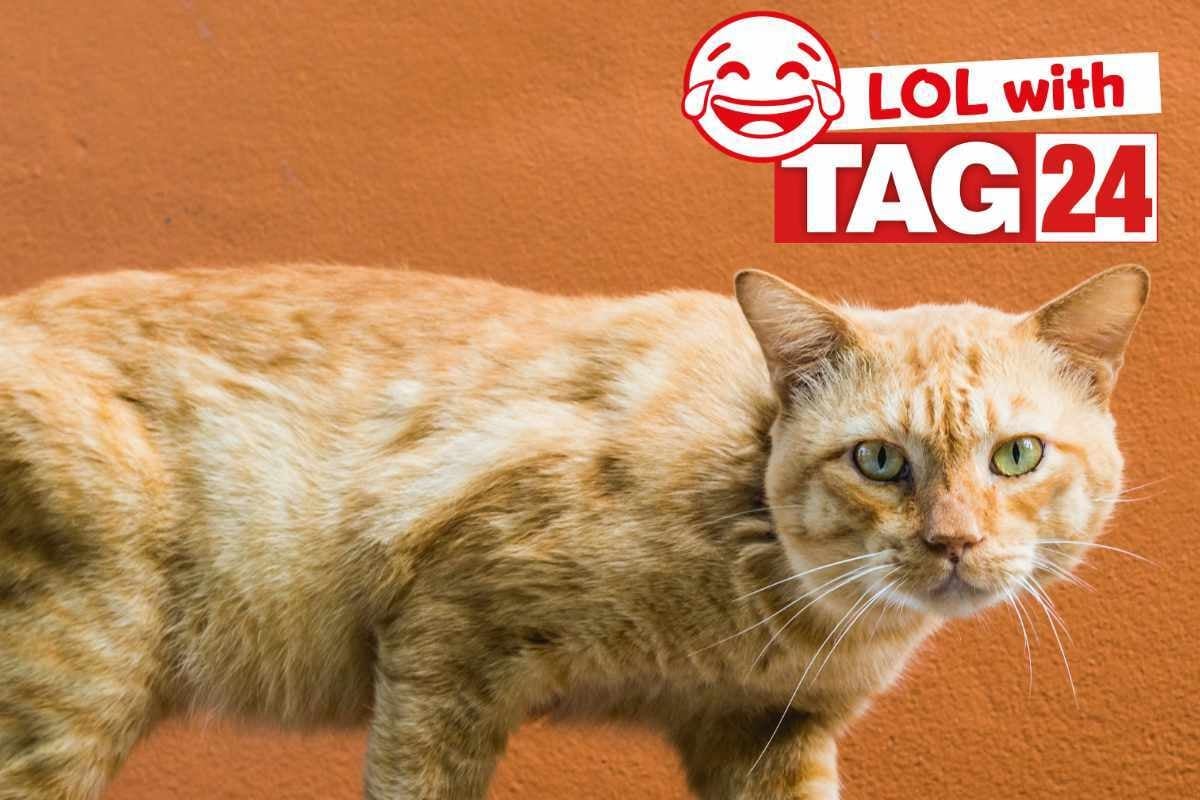 Joke of the Day for February 15, 2025: Celebrate Caturday with some cat ...