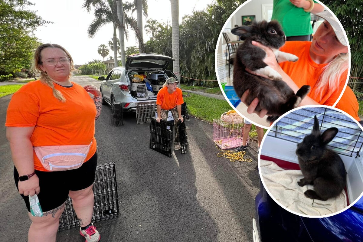 Rabbits take over Florida community in an adorable invasion