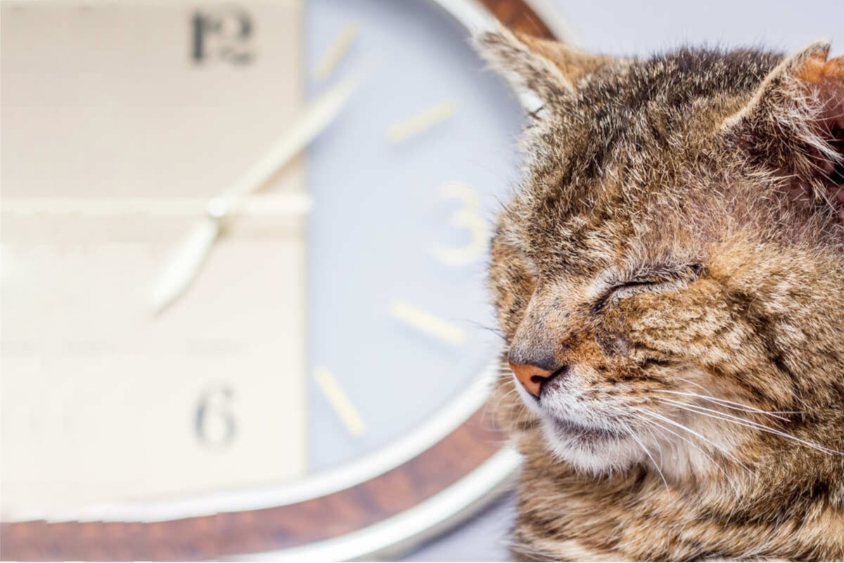 The oldest cat in the world: Who and how old?