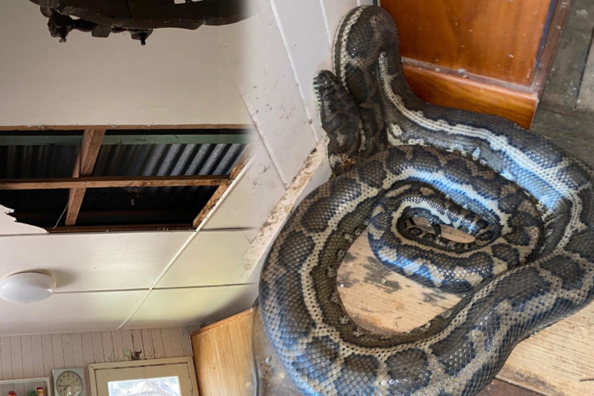 Australian man comes home to a ruined ceiling and two huge pythons