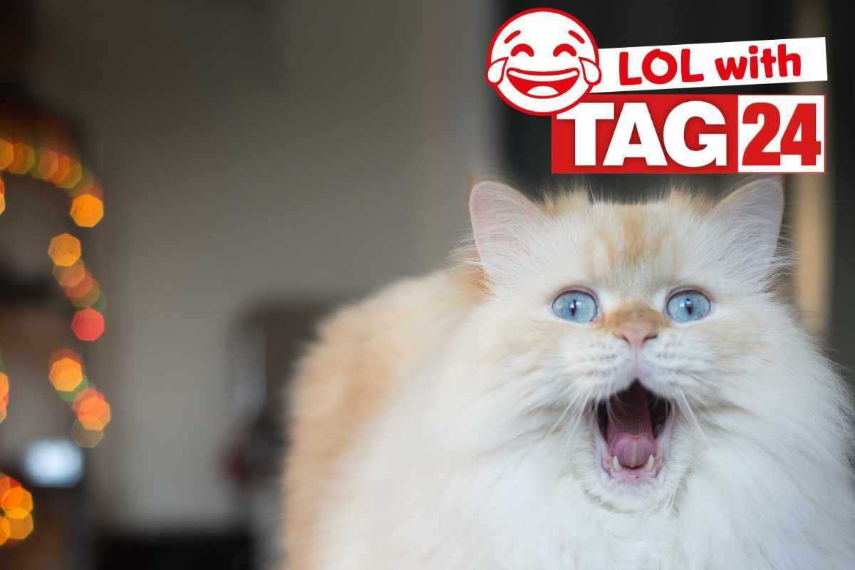 Joke of the Night for February 15, 2025: The best cat jokes to make you ...