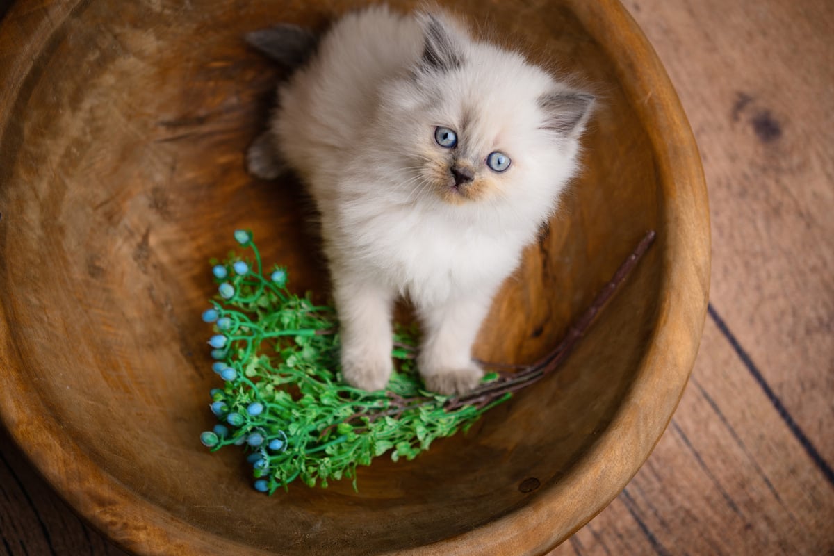 Best colorpoint cat breeds: Top 10