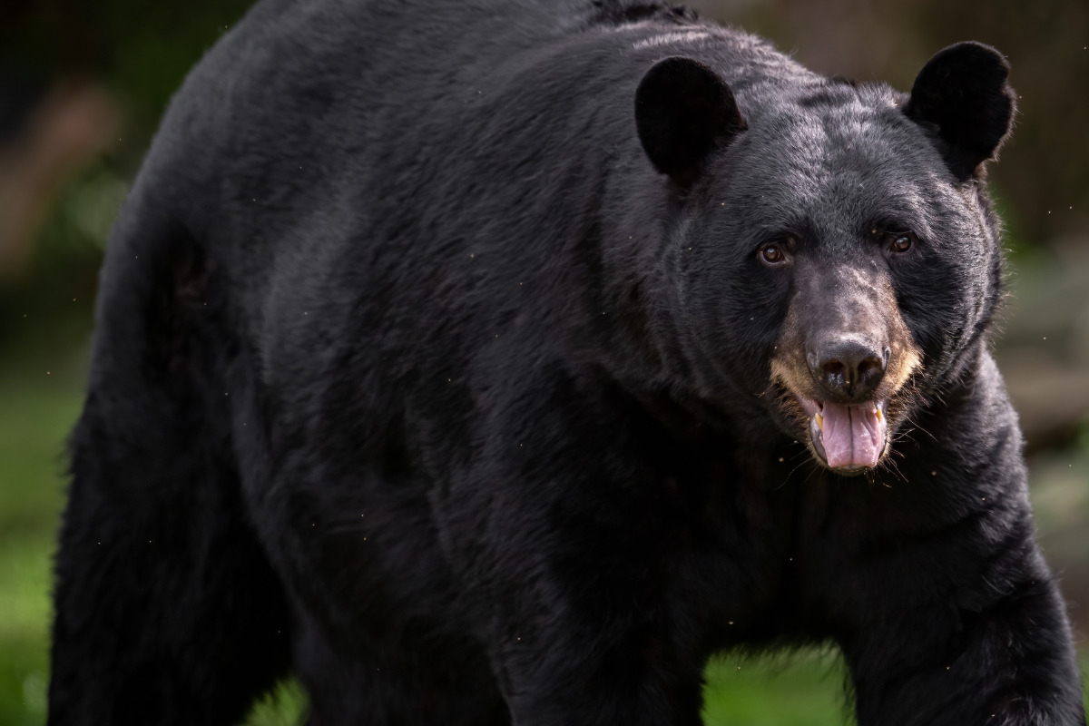 Florida lawmaker wants to make it easier to kill black bears Florida lawmaker wants to make it easier to kill black bears