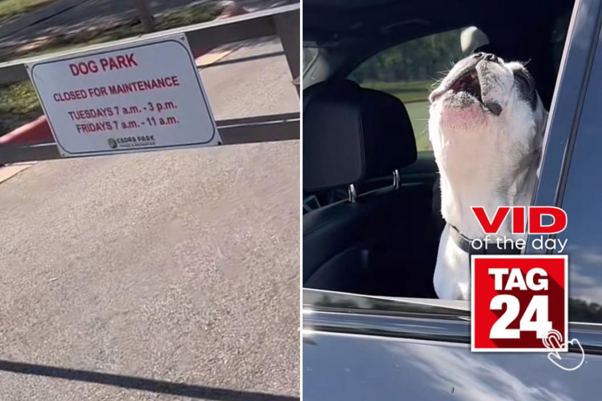 Viral Video of the Day for April 24, 2023 - Doggy throws epic park tantrum Viral Video of the Day for April 24, 2023 - Doggy throws epic park tantrum