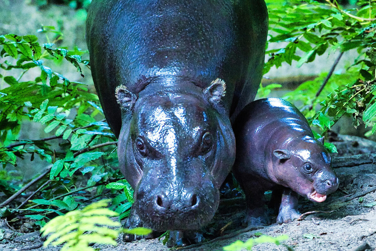 Berliner Zoo: Mini-Hippo Toni macht ersten Ausflug in das Außengehege!