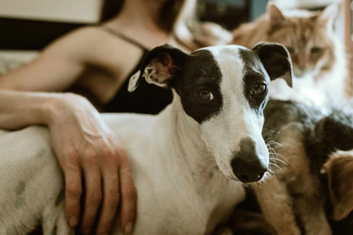 What is National Pet Day? All about the holiday and how you can celebrate!