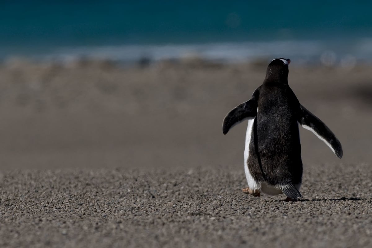 New Zealand gives penguin of the year award to one-eyed Captain