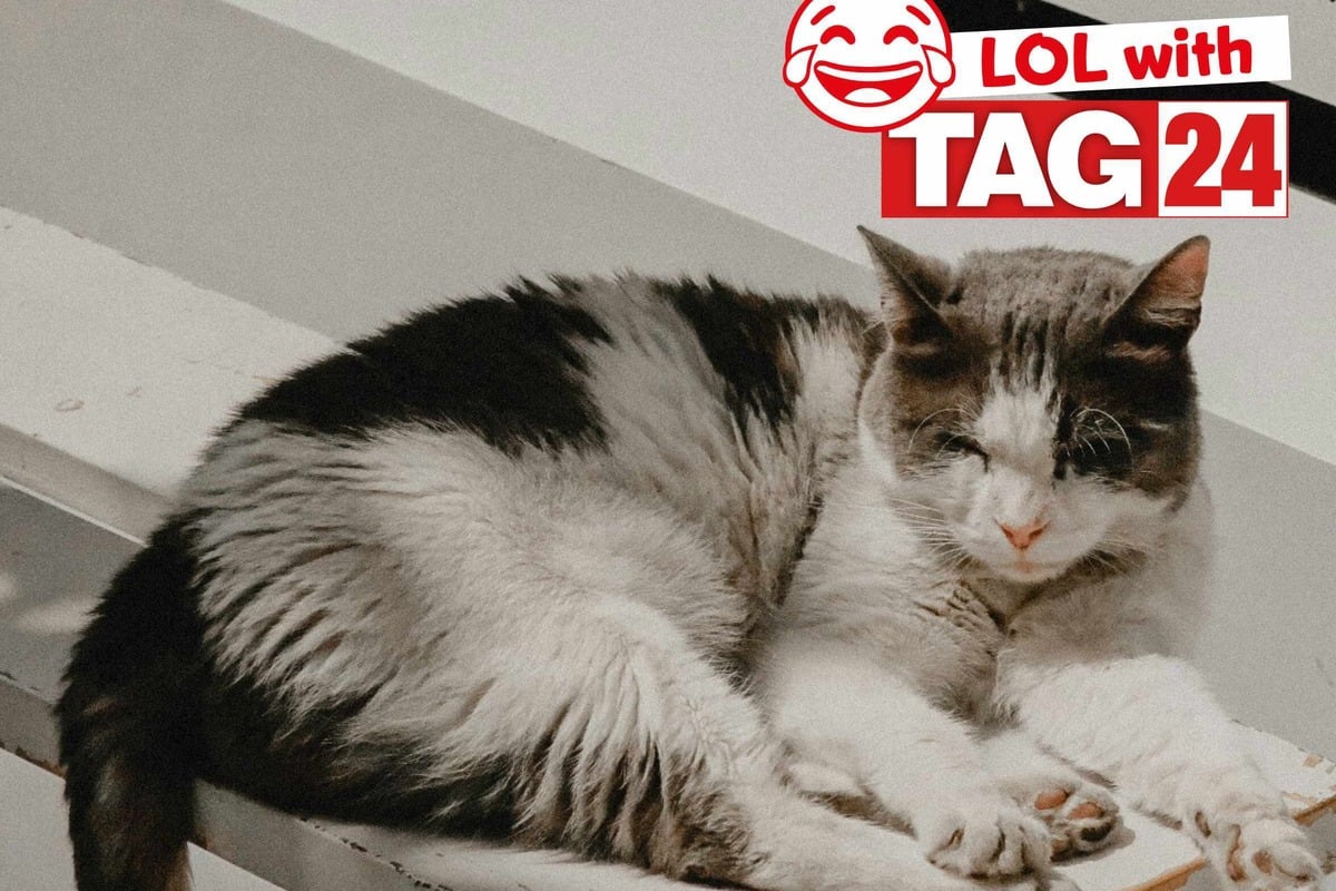 Joke of the Night for April 5, 2025: A cat joke to make you smile this ...