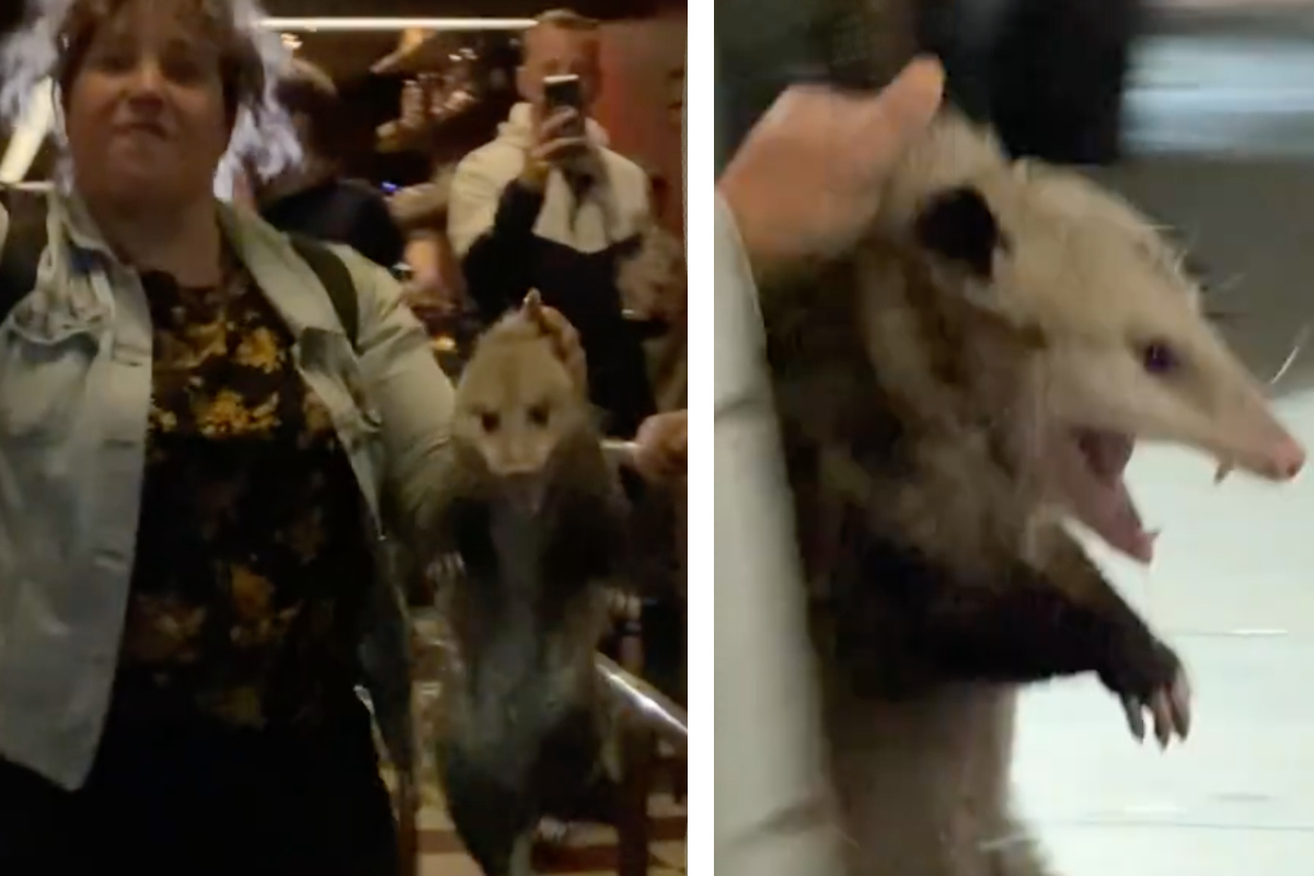 A possum walks into a bar: Video shows woman marching critter out of ...