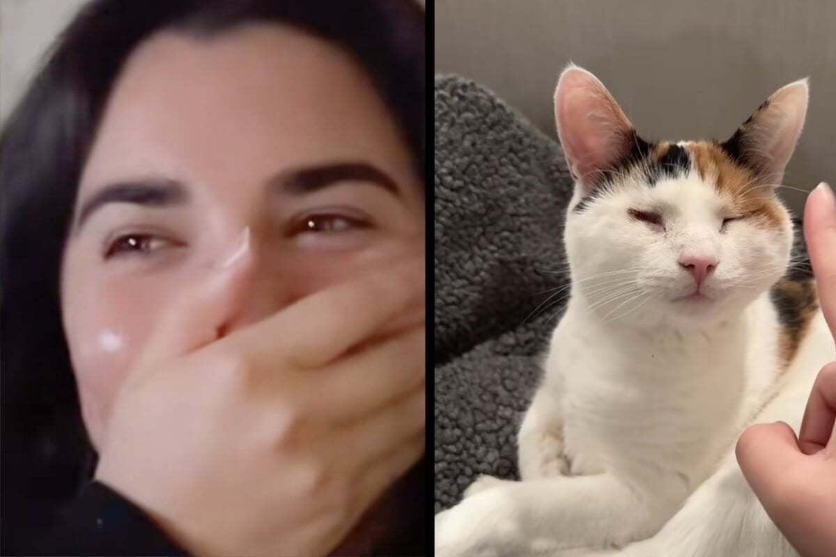 Cat owner wonders what her blind kitty is up to at home: the shocking pet cam footage blows her ...