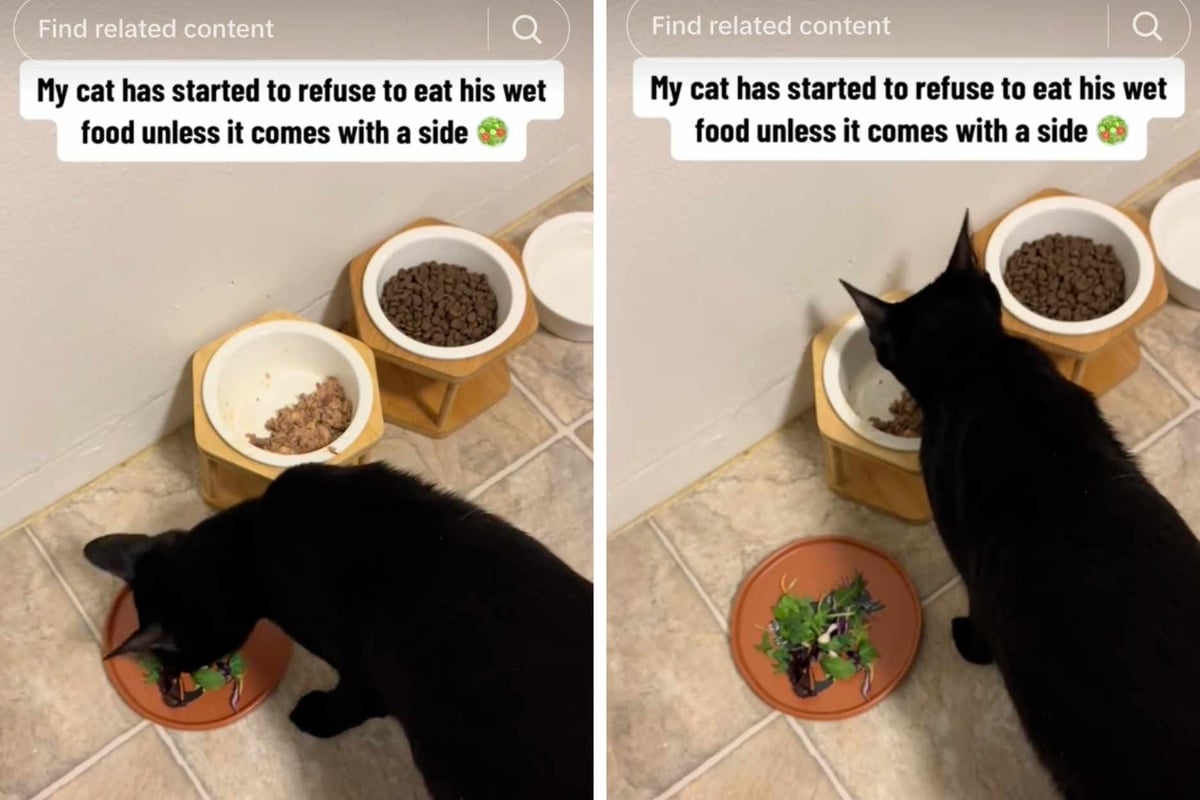 Bougie cat won't eat anything unless it comes with a side salad!