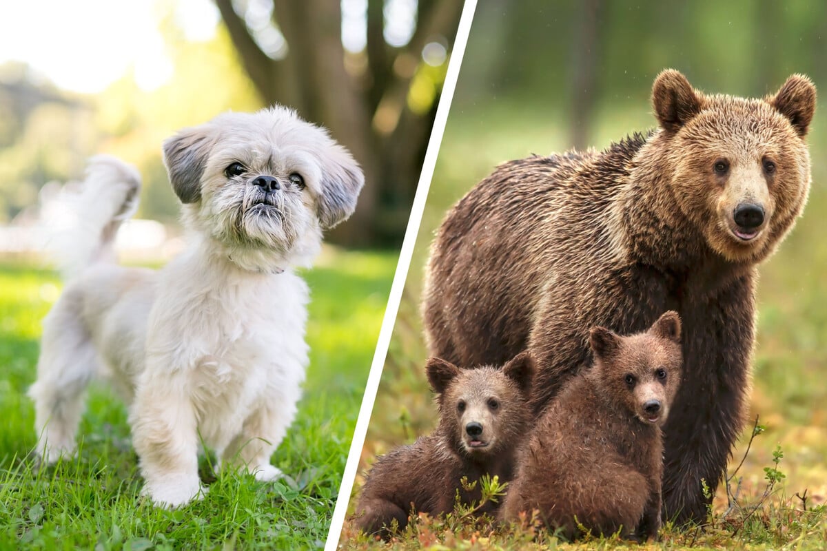 Bear attacks pet owner in Vermont after a wild dog chase!