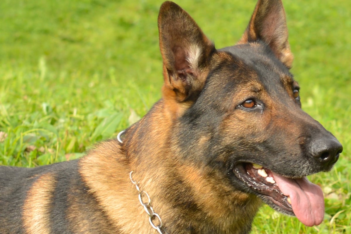 Police dog sniffs out a coked-up Swiss car thief