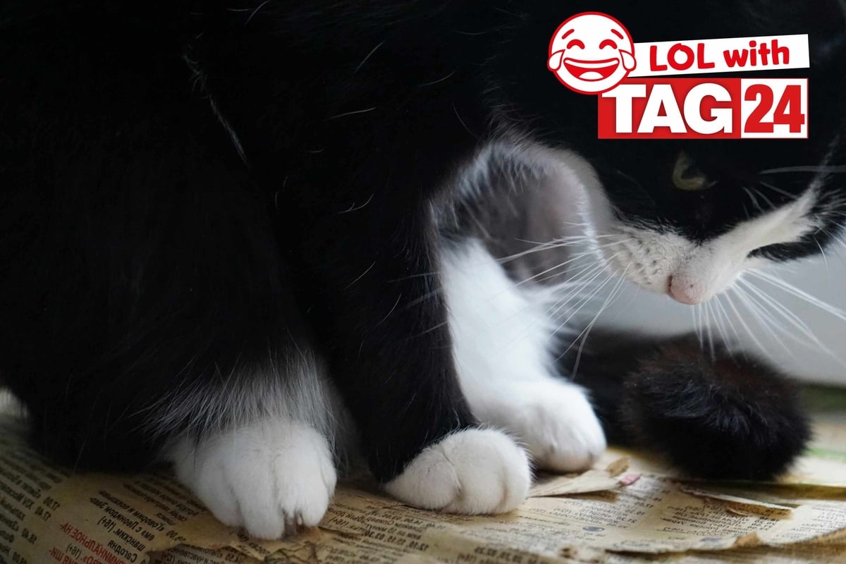 Joke of the Day for May 18, 2024: Get your funny on for Caturday