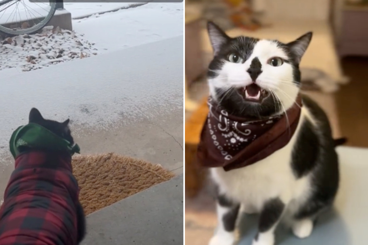 Cat goes viral for brutally honest reaction to the cold