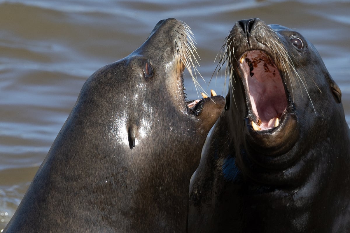 Sea lion attack sends 15-year-old girl into a panic: "Please don't kill ...
