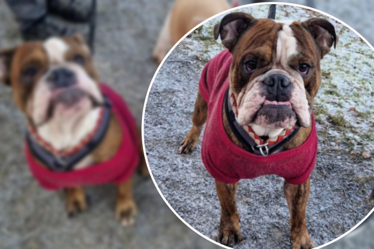 Würzburger Tierheim - Bulldogge auf Wohnungssuche: Wer kümmert sich um ...