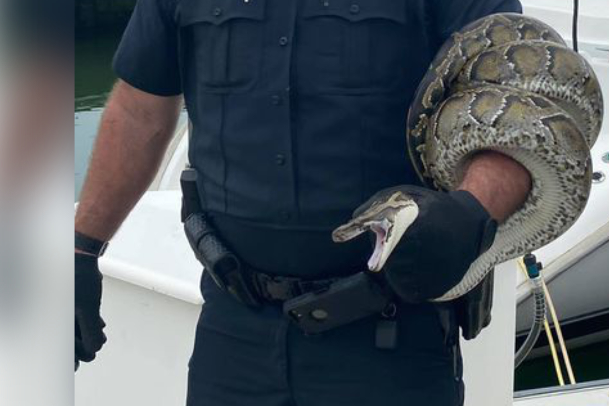 Hissing Sailor! Python found as "unwelcome stowaway" on Florida boat