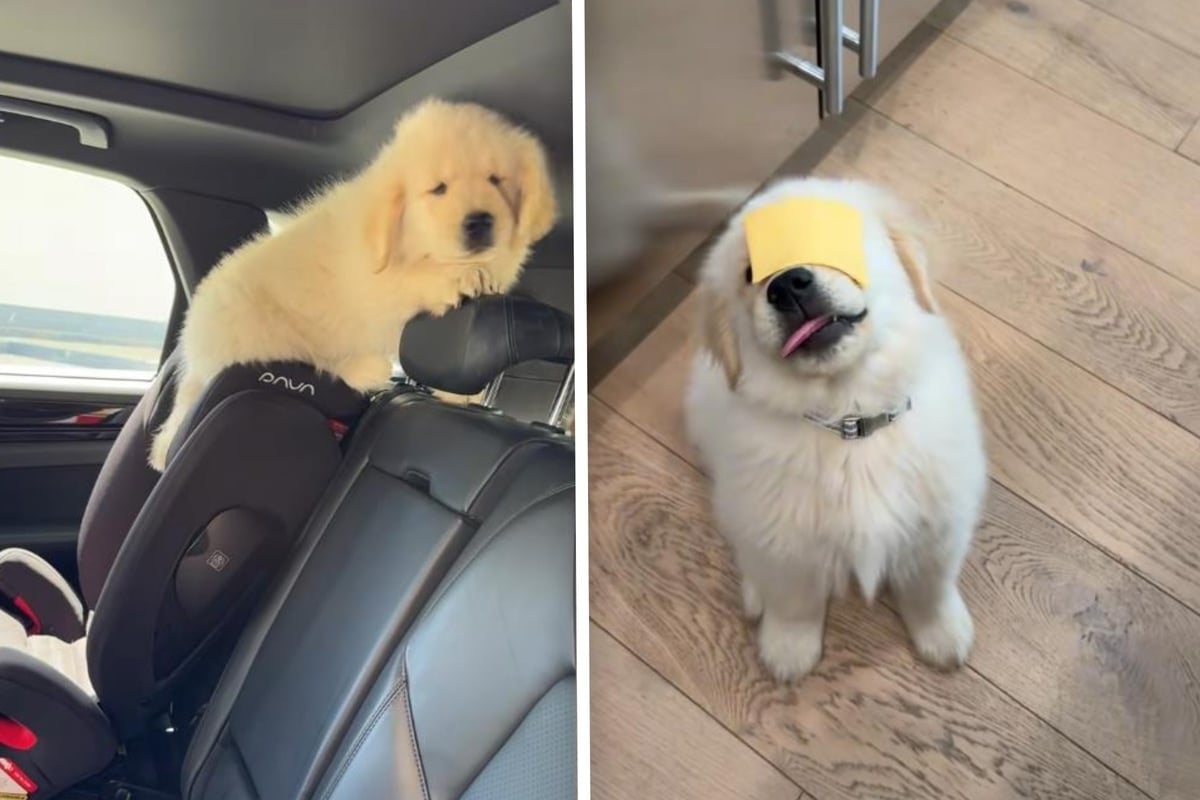 Clumsy Golden Retriever puppy dog suffers from a chronic case of derpiness in hysterical viral video